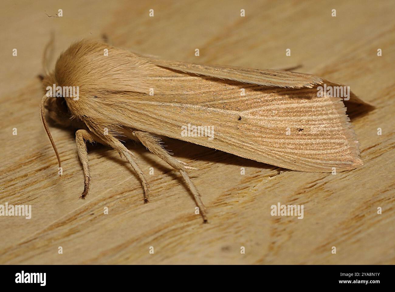 Common Wainscot (Mythimna pallens) Insecta Stock Photo - Alamy
