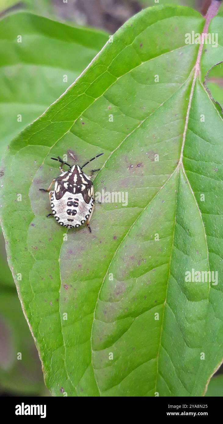Black-shouldered Shieldbug (Carpocoris purpureipennis) Insecta Stock ...