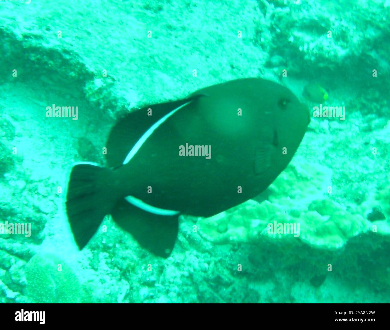Black-finned Triggerfish (Melichthys indicus) Actinopterygii Stock Photo - Alamy