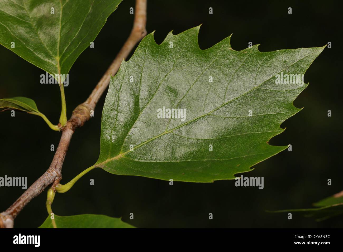 London Plane (Platanus × hispanica) Plantae Stock Photo - Alamy
