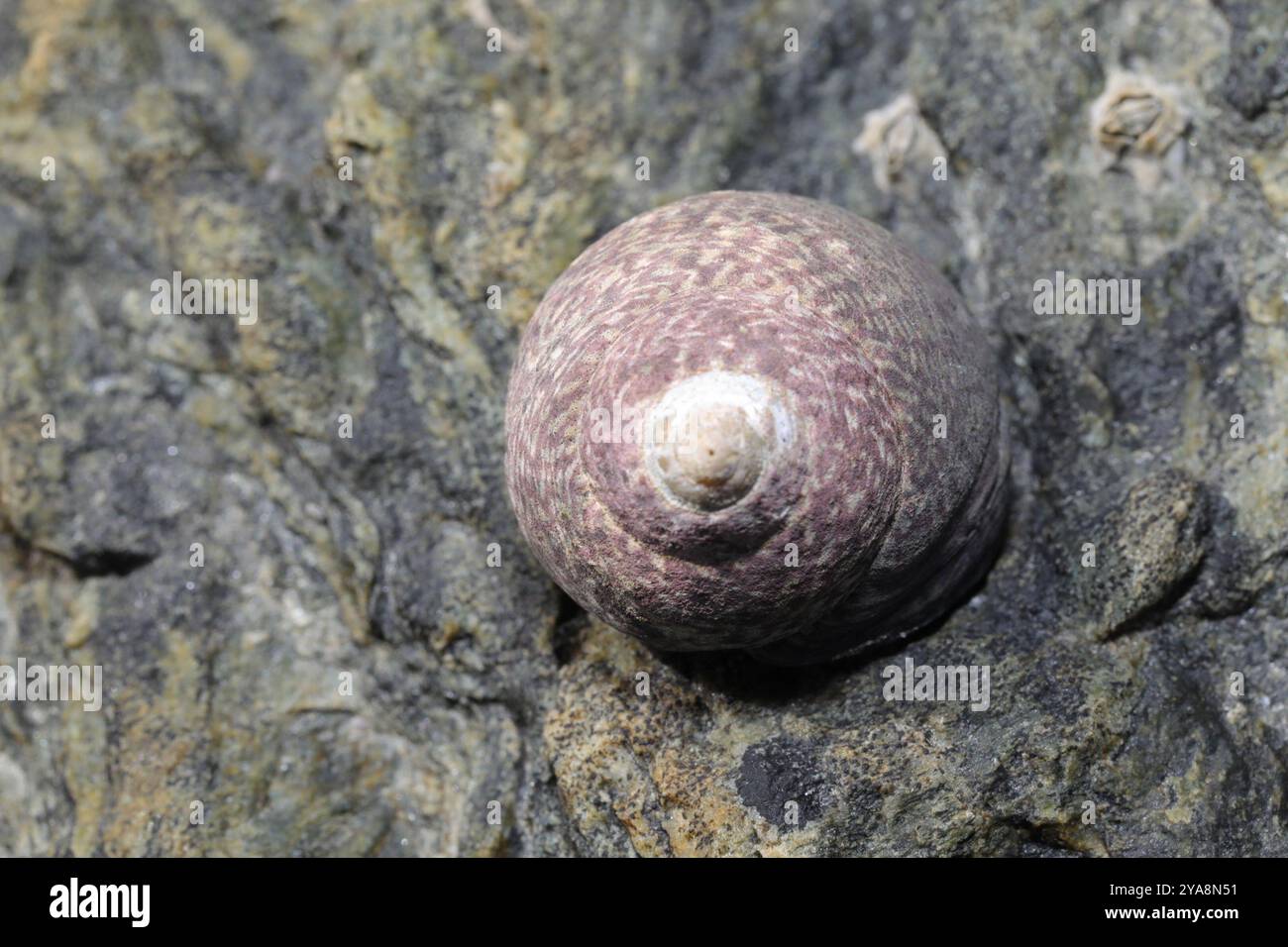 Lined Top Shell (Phorcus lineatus) Mollusca Stock Photo - Alamy