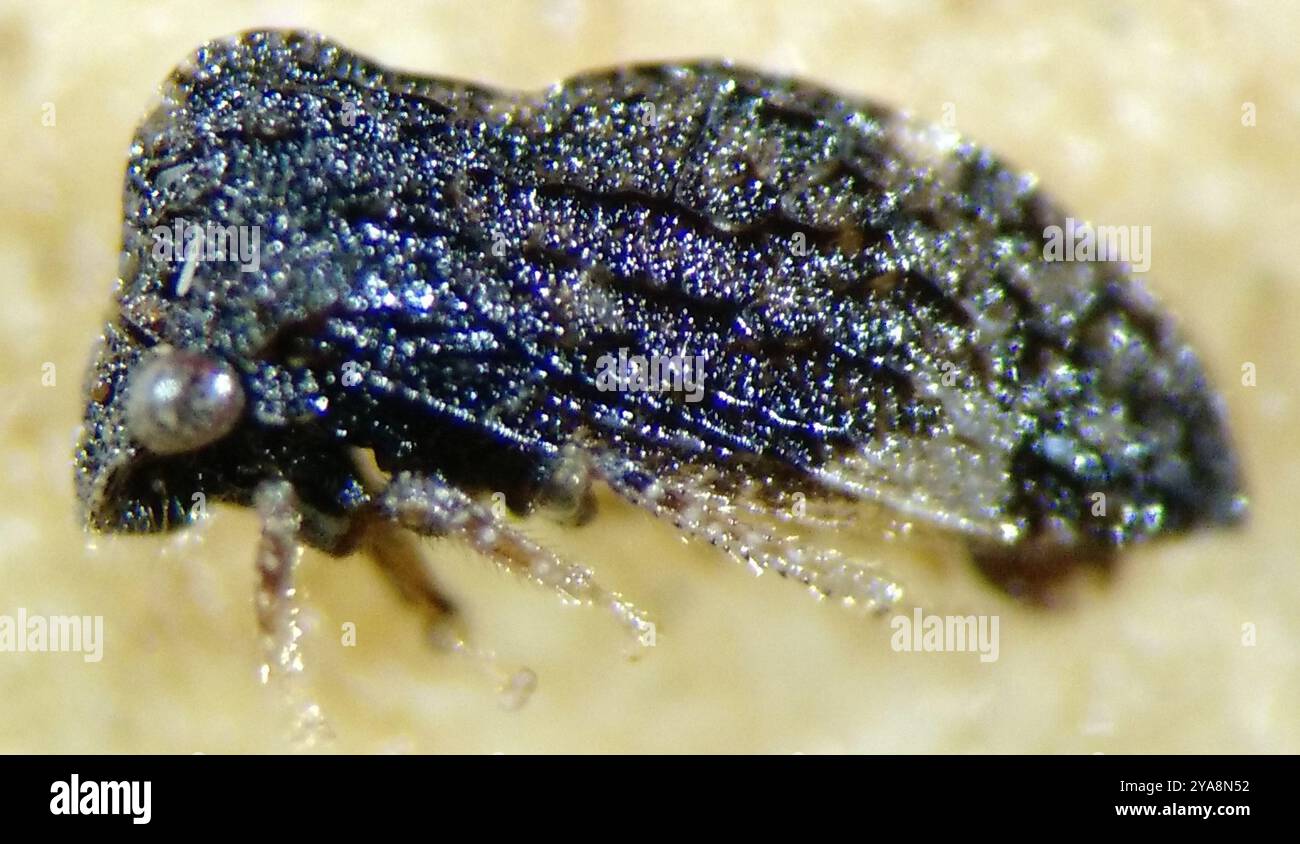 (Publilia reticulata) Insecta Stock Photo - Alamy