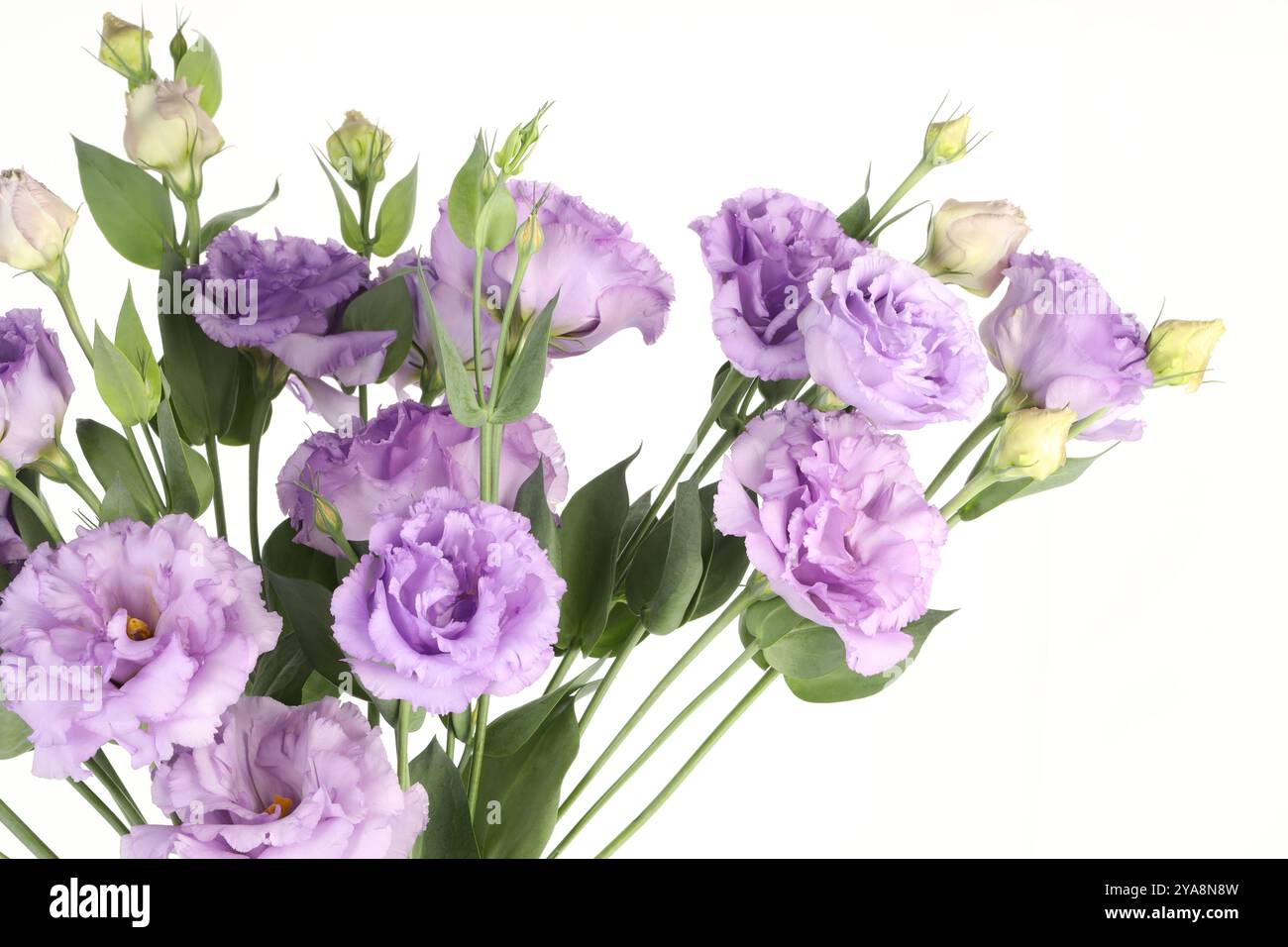 Bouquet of beautiful violet eustoma flowers on white background Stock ...