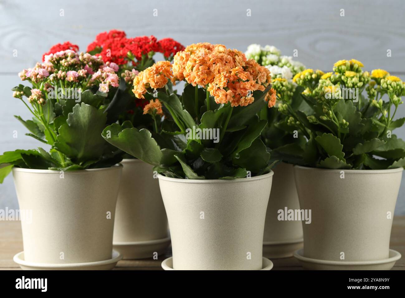 Different beautiful kalanchoe flowers in pots indoors Stock Photo - Alamy