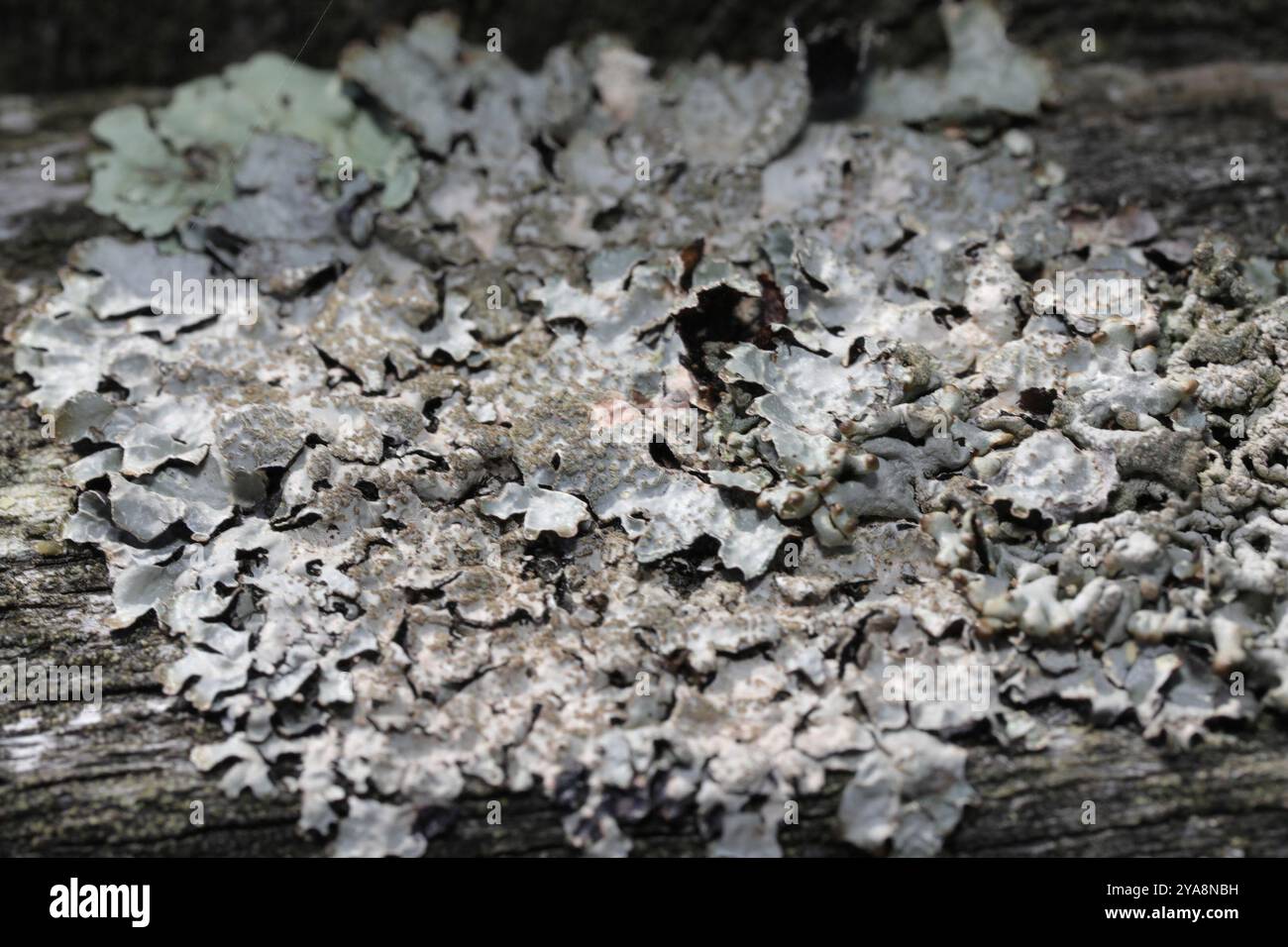shield lichen (Parmelia sulcata) Fungi Stock Photo - Alamy