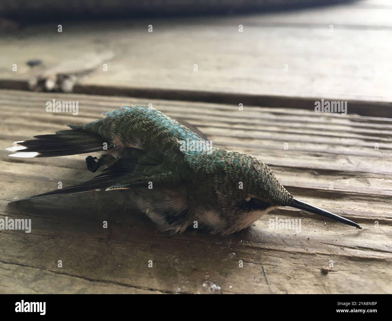 Ruby-throated Hummingbird (Archilochus colubris) Aves Stock Photo - Alamy
