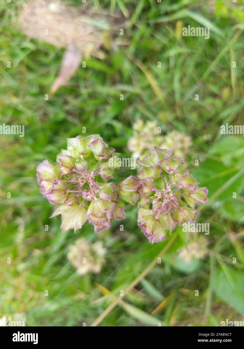 Wild Four o'Clock (Mirabilis nyctaginea) Plantae Stock Photo - Alamy