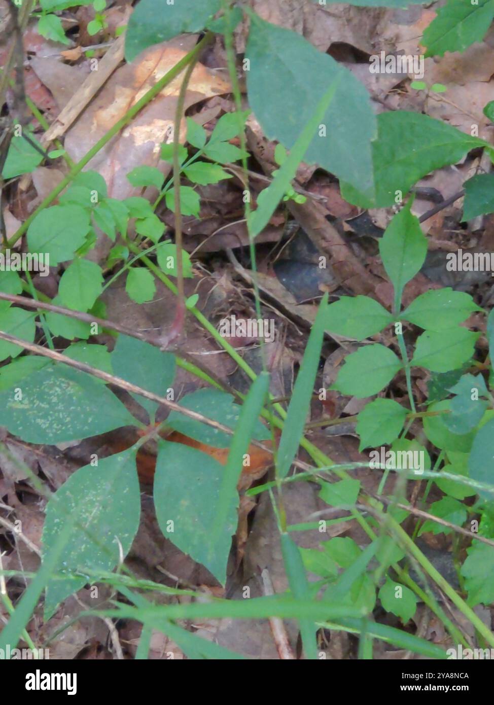 nimblewill (Muhlenbergia schreberi) Plantae Stock Photo - Alamy