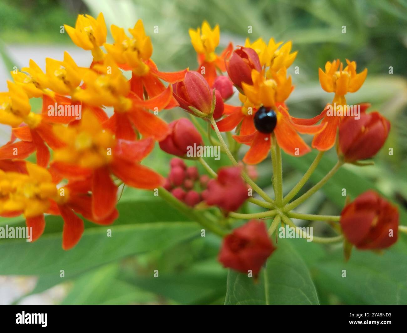 Metallic Blue Lady Beetle (Curinus coeruleus) Insecta Stock Photo - Alamy