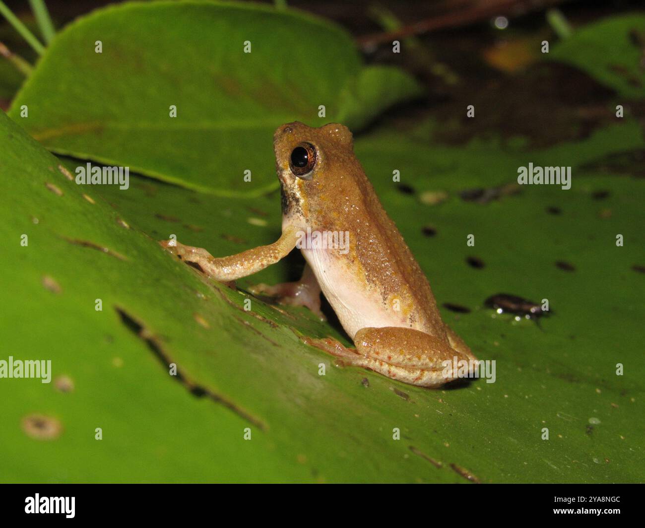 Painted Reed Frog (Hyperolius marmoratus) Amphibia Stock Photo - Alamy