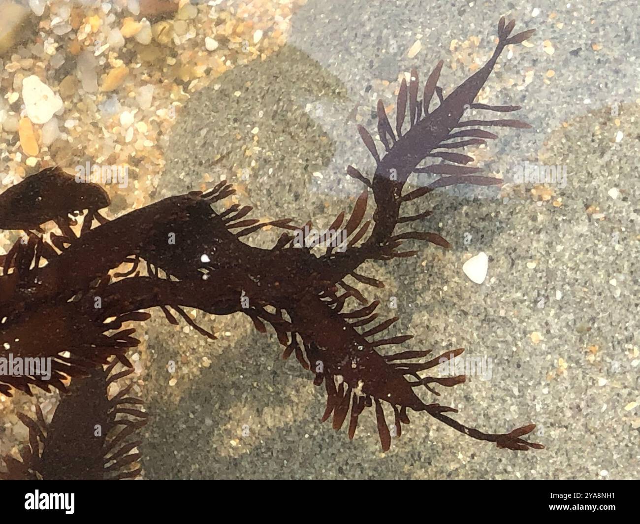 red algae (Rhodophyta) Plantae Stock Photo - Alamy