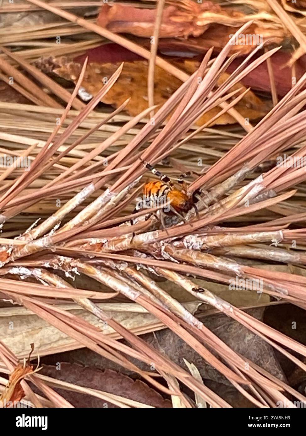 Orange Ant-mimic Sac Spider (Castianeira amoena) Arachnida Stock Photo ...