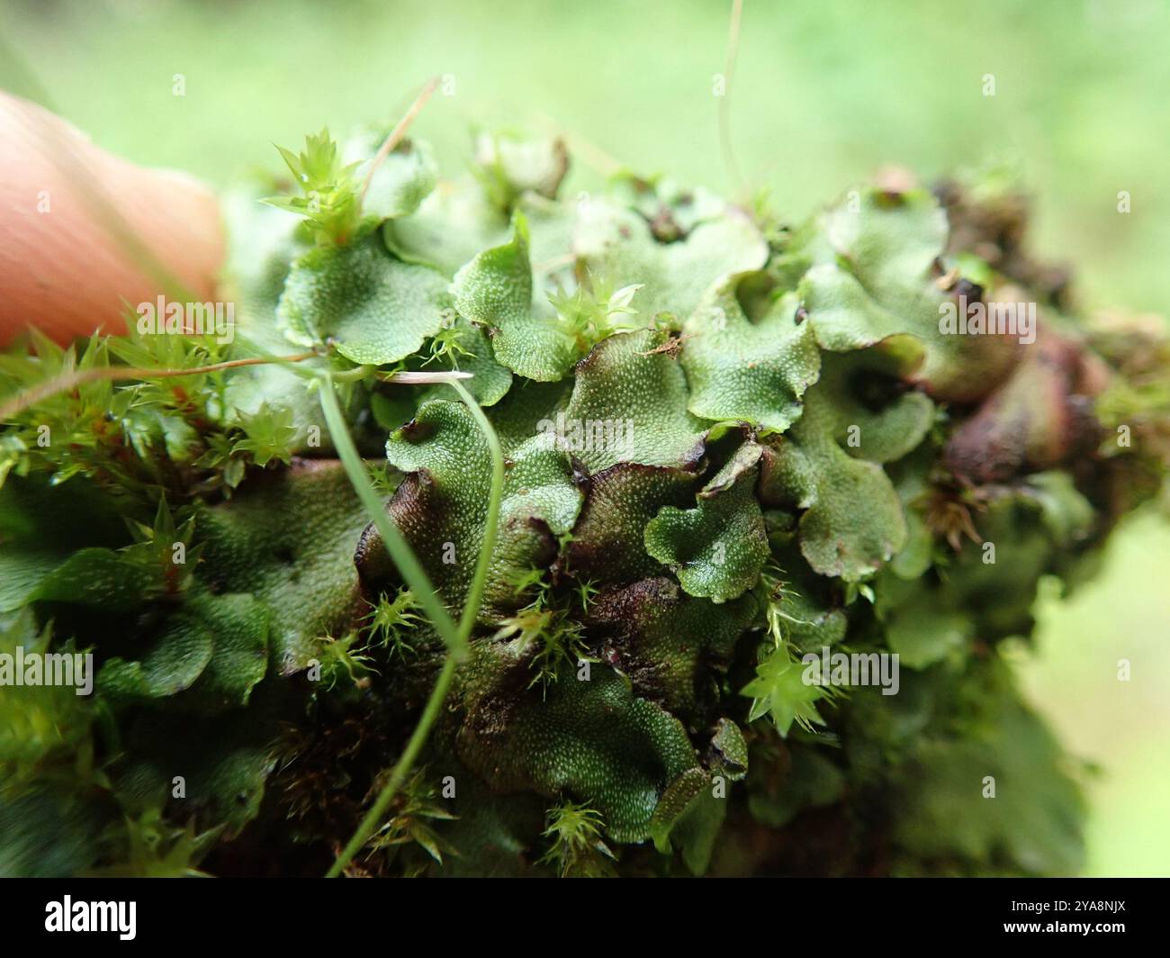 Narrow Mushroom-headed Liverwort (Marchantia quadrata) Plantae Stock ...
