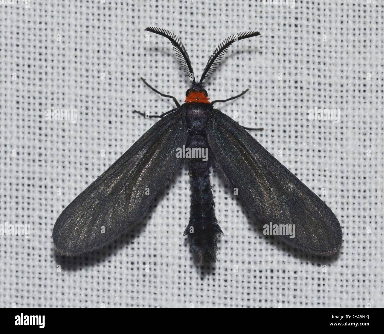 Grapeleaf Skeletonizer Moth (Harrisina americana) Insecta Stock Photo ...