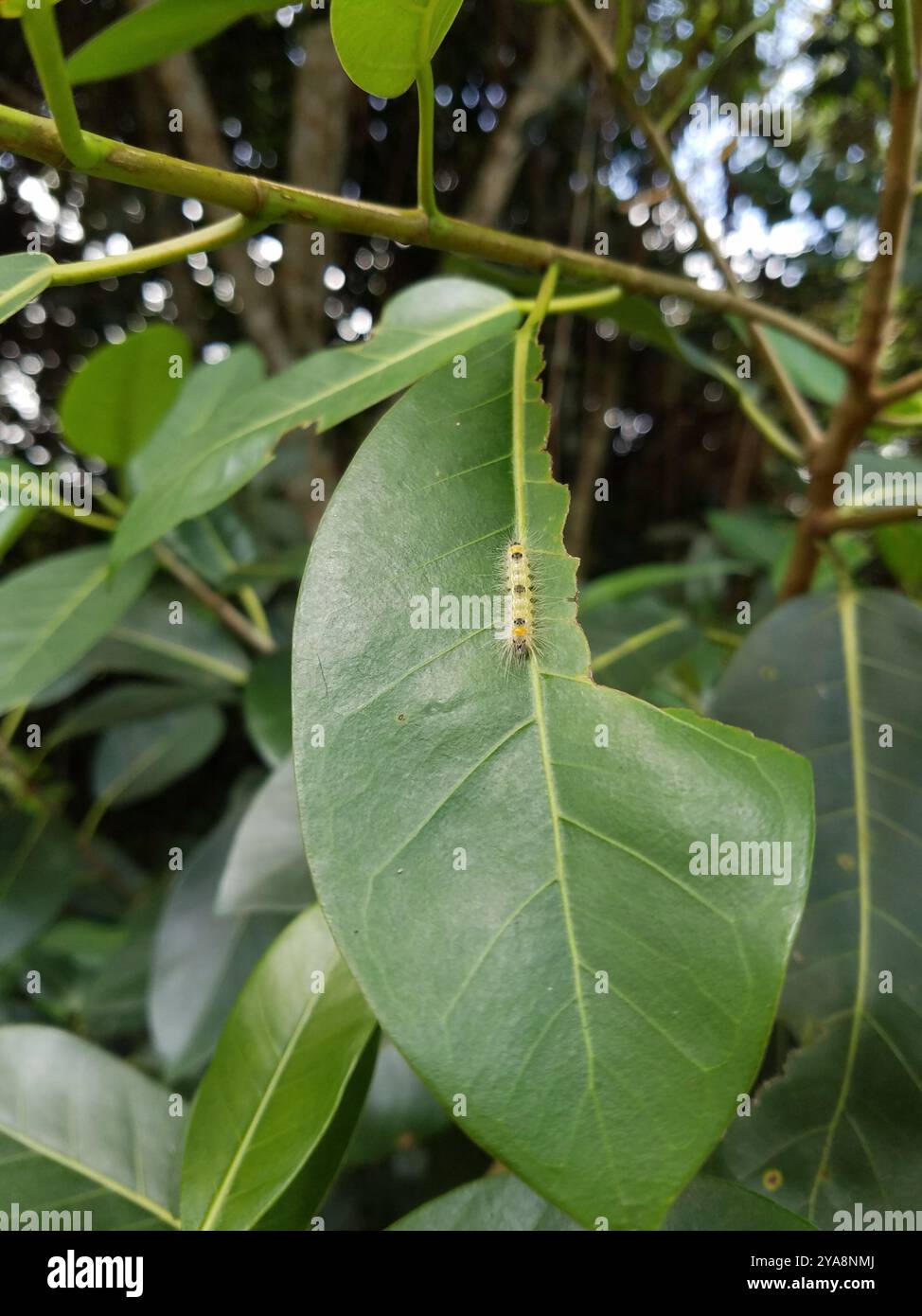 Edwards' Wasp Moth (Lymire edwardsii) Insecta Stock Photo - Alamy