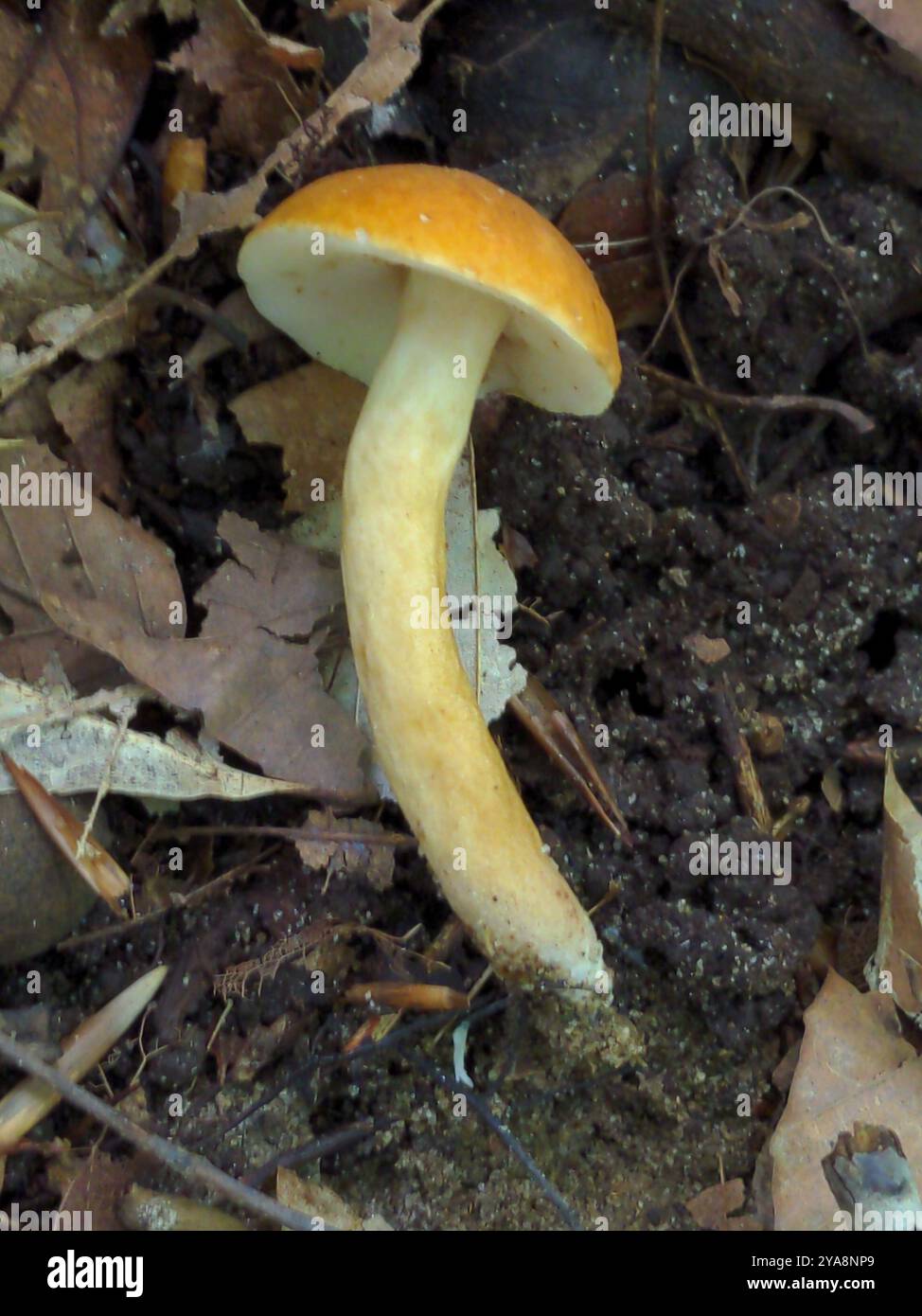 Chestnut Bolete (Gyroporus castaneus) Fungi Stock Photo - Alamy