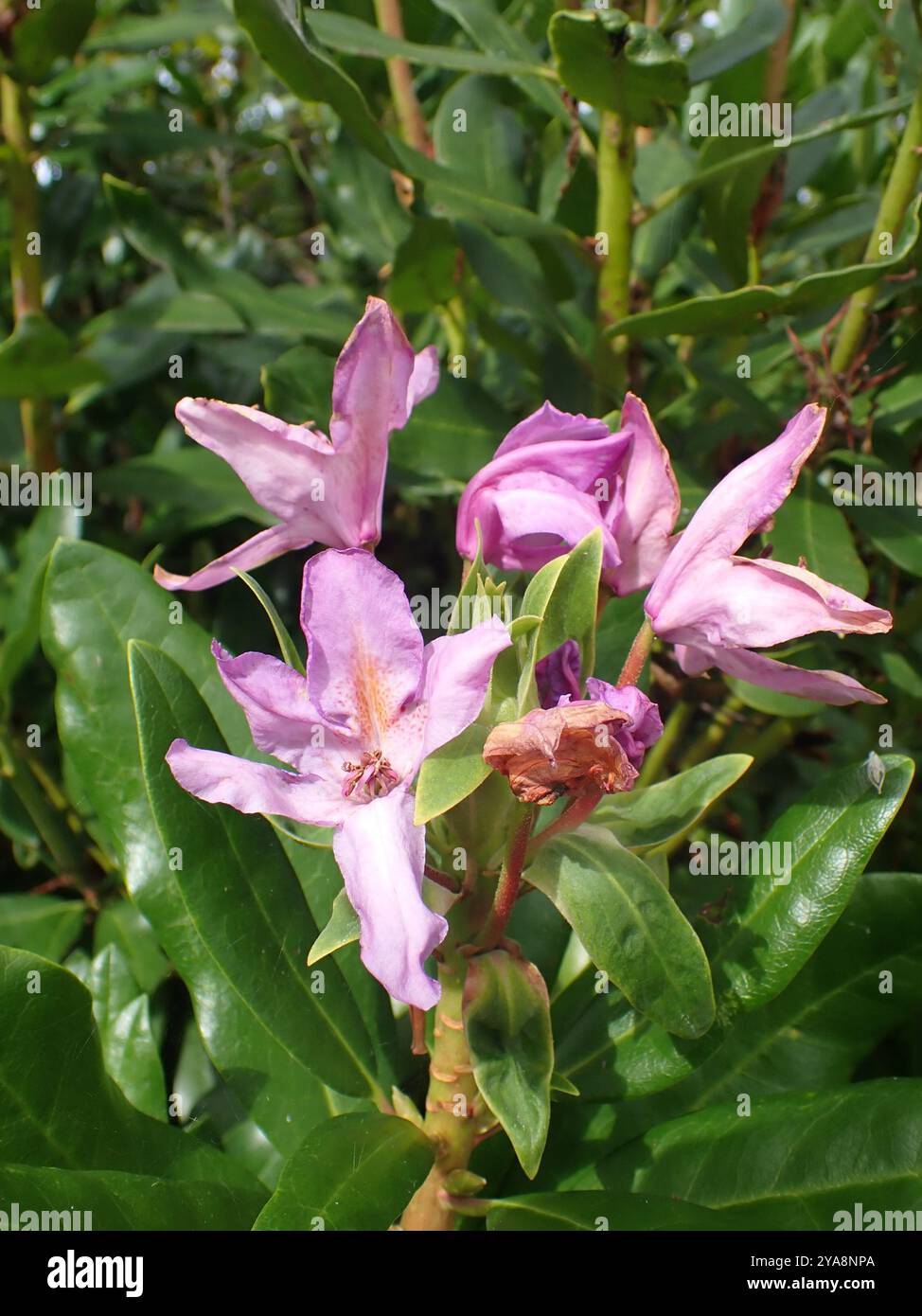 Common Rhododendron (Rhododendron ponticum) Plantae Stock Photo - Alamy