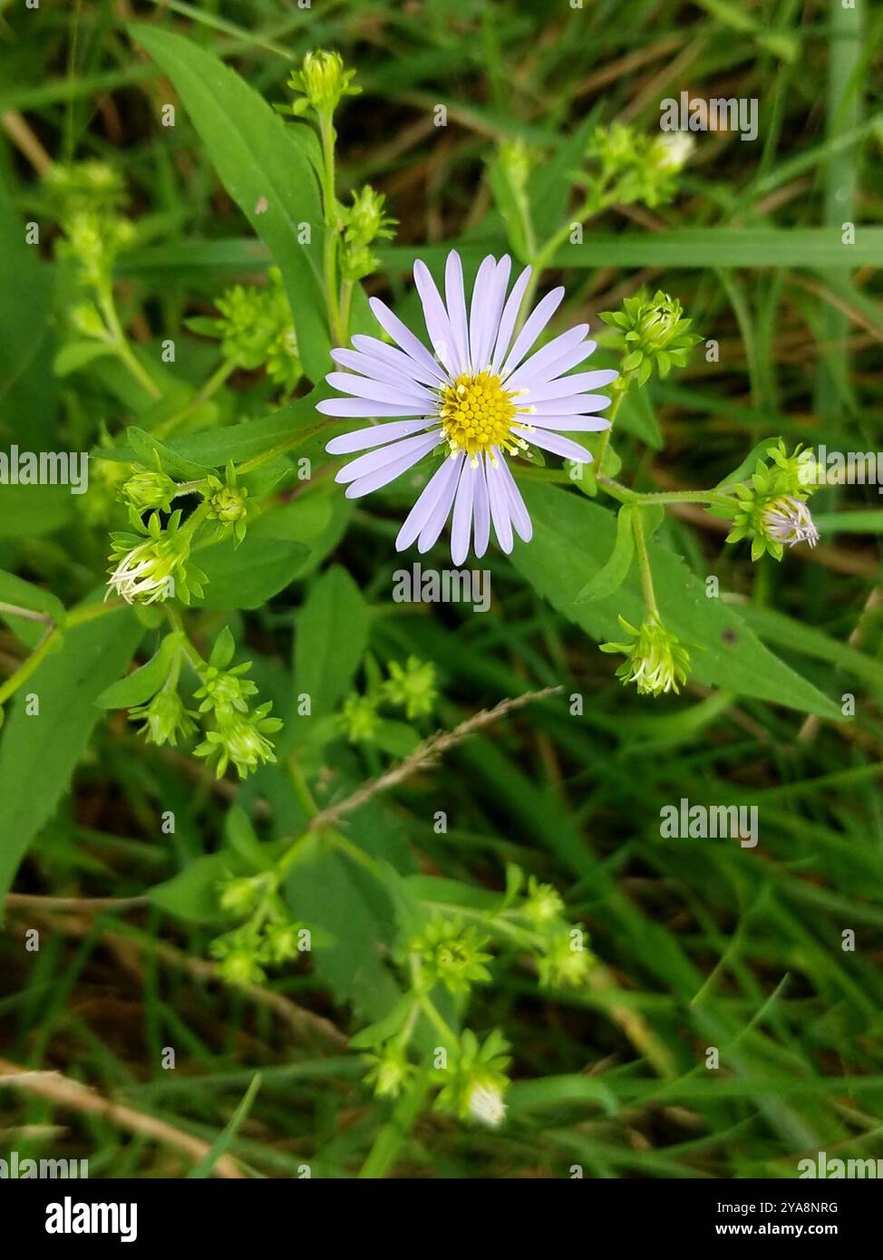 American asters (Symphyotrichum) Plantae Stock Photo - Alamy