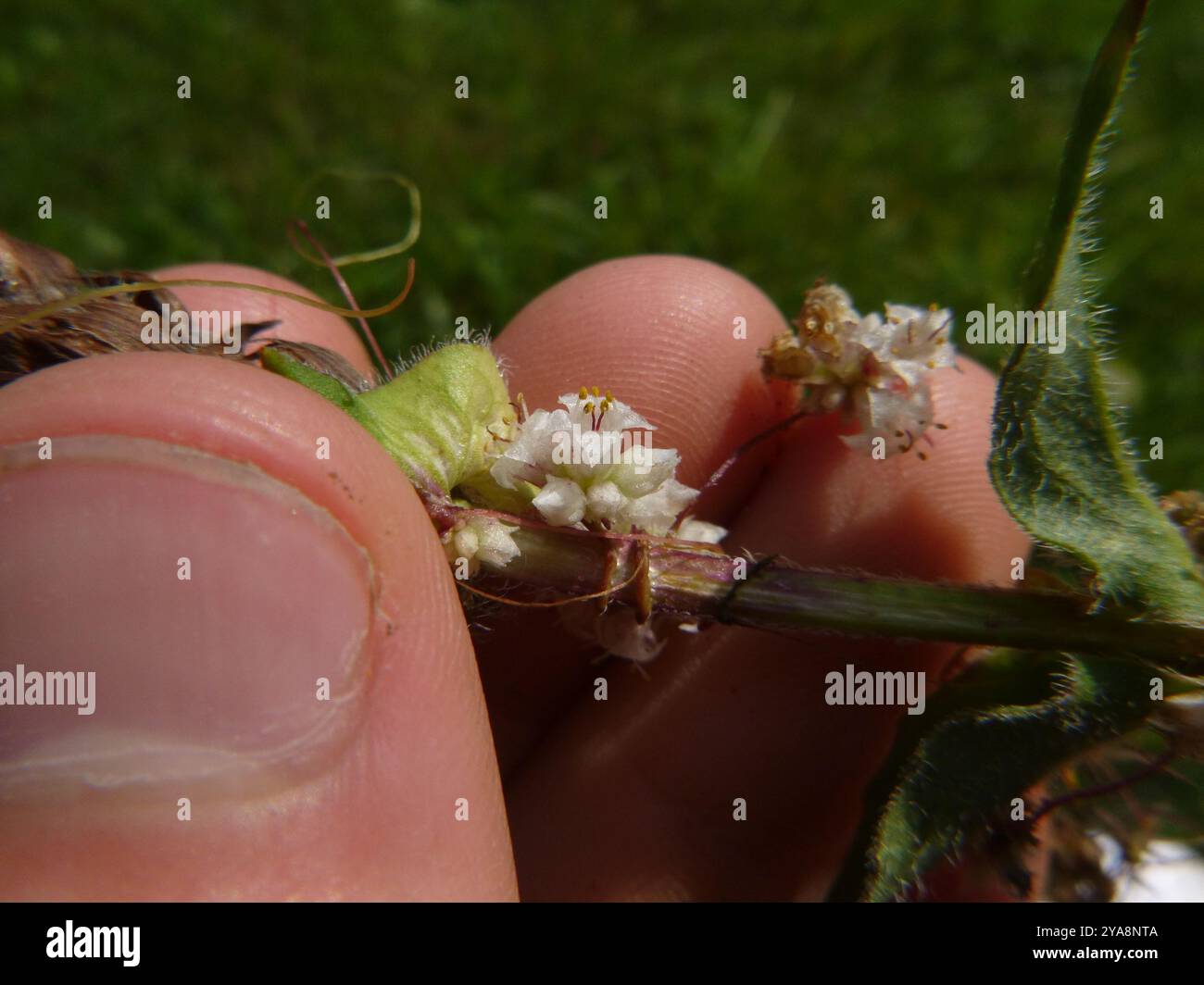 Clover Dodder (Cuscuta epithymum) Plantae Stock Photo - Alamy
