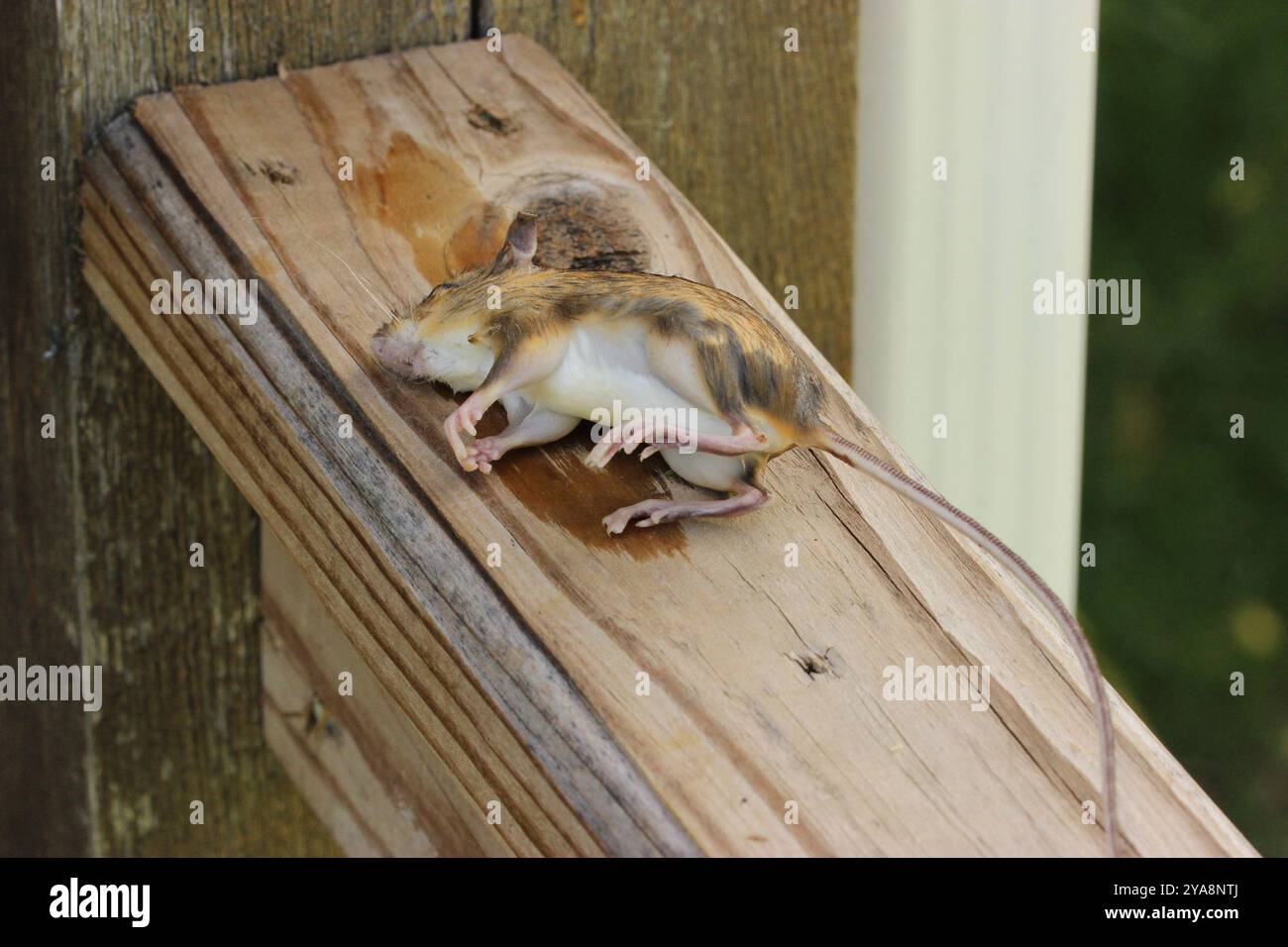 Woodland Jumping Mouse (Napaeozapus insignis) Mammalia Stock Photo - Alamy