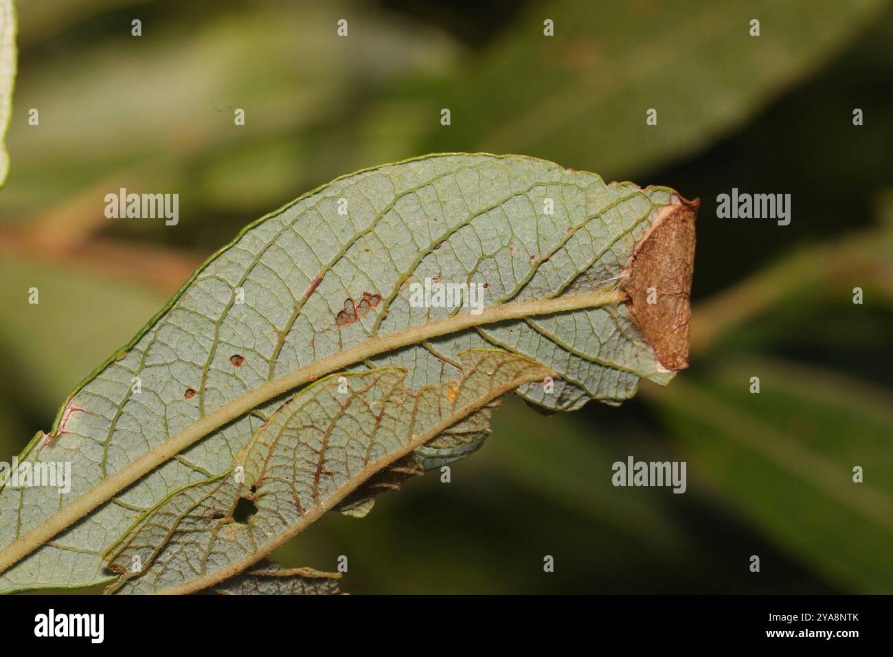 Willow Leafcone Caterpillar Moth (Caloptilia stigmatella) Insecta Stock ...