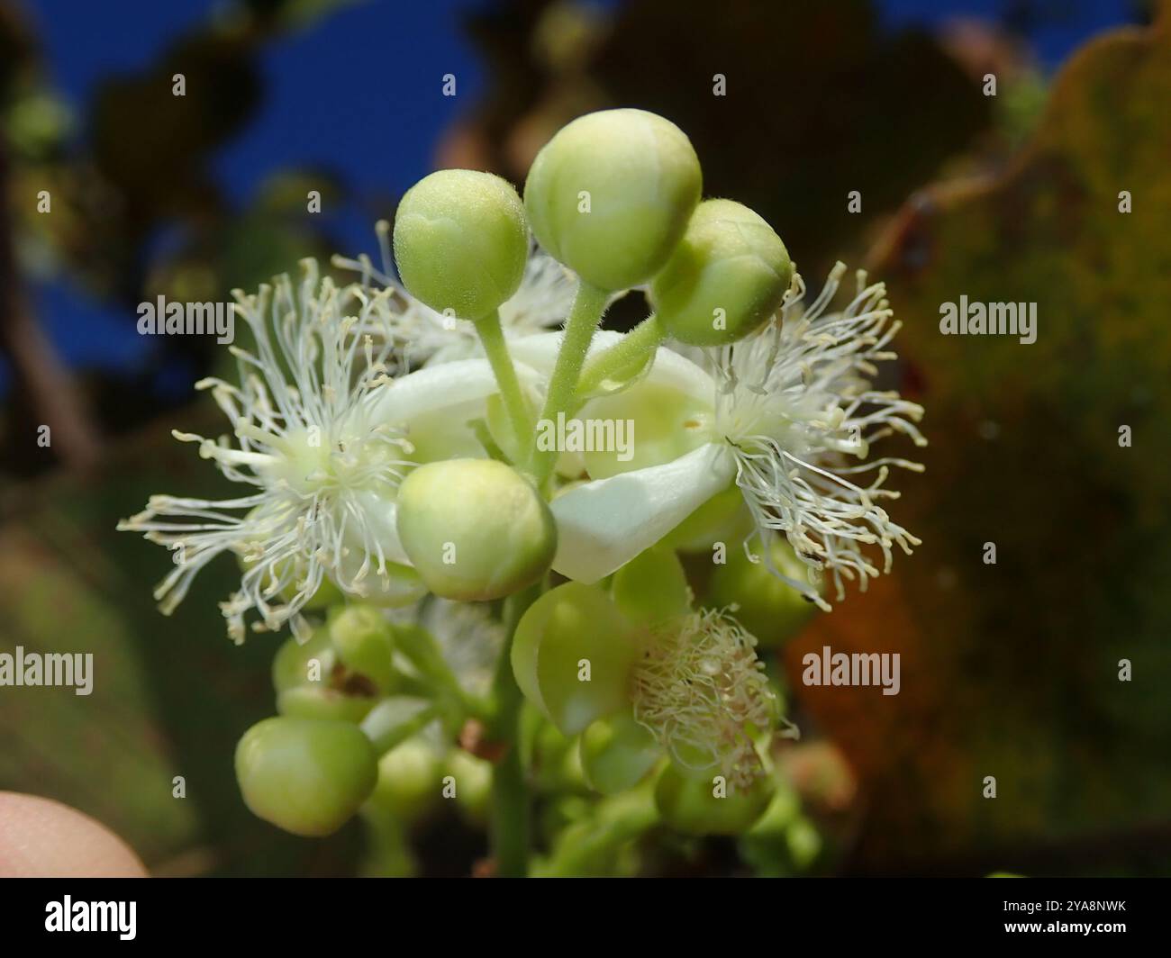 Sandpaper tree (Curatella americana) Plantae Stock Photo - Alamy