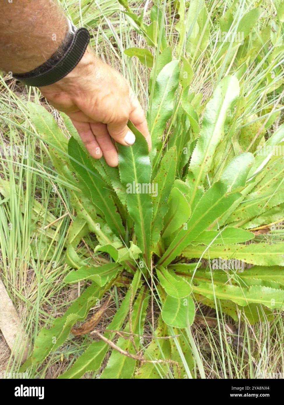 Fivefive Ministar (Alepidea peduncularis) Plantae Stock Photo - Alamy