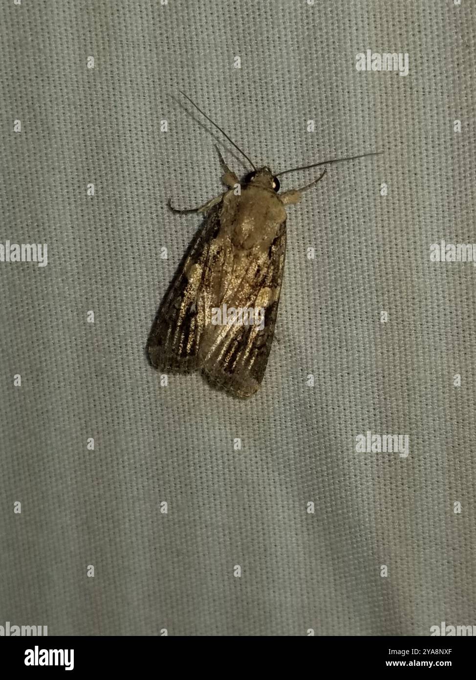 Fall Armyworm Moth (Spodoptera frugiperda) Insecta Stock Photo - Alamy