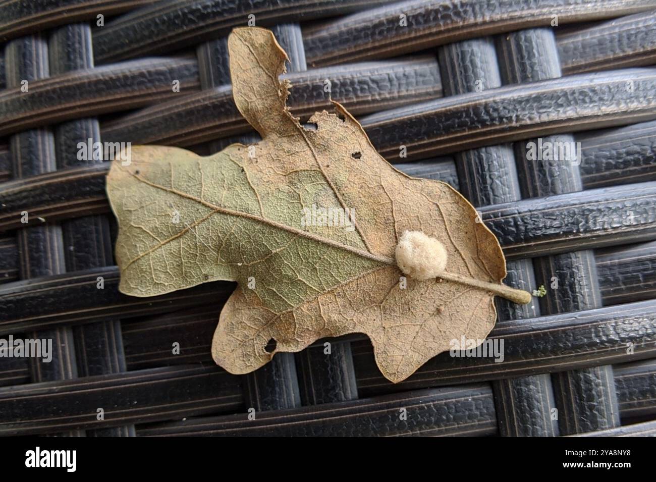 Oak Gall Wasps (Cynipini) Insecta Stock Photo - Alamy