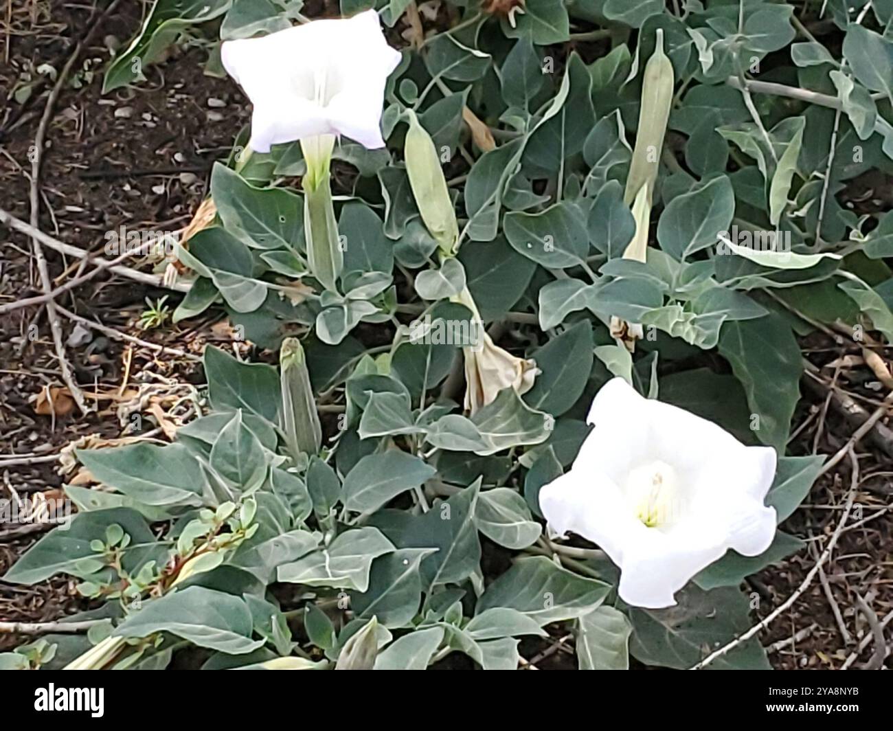 Sacred Datura (Datura wrightii) Plantae Stock Photo - Alamy