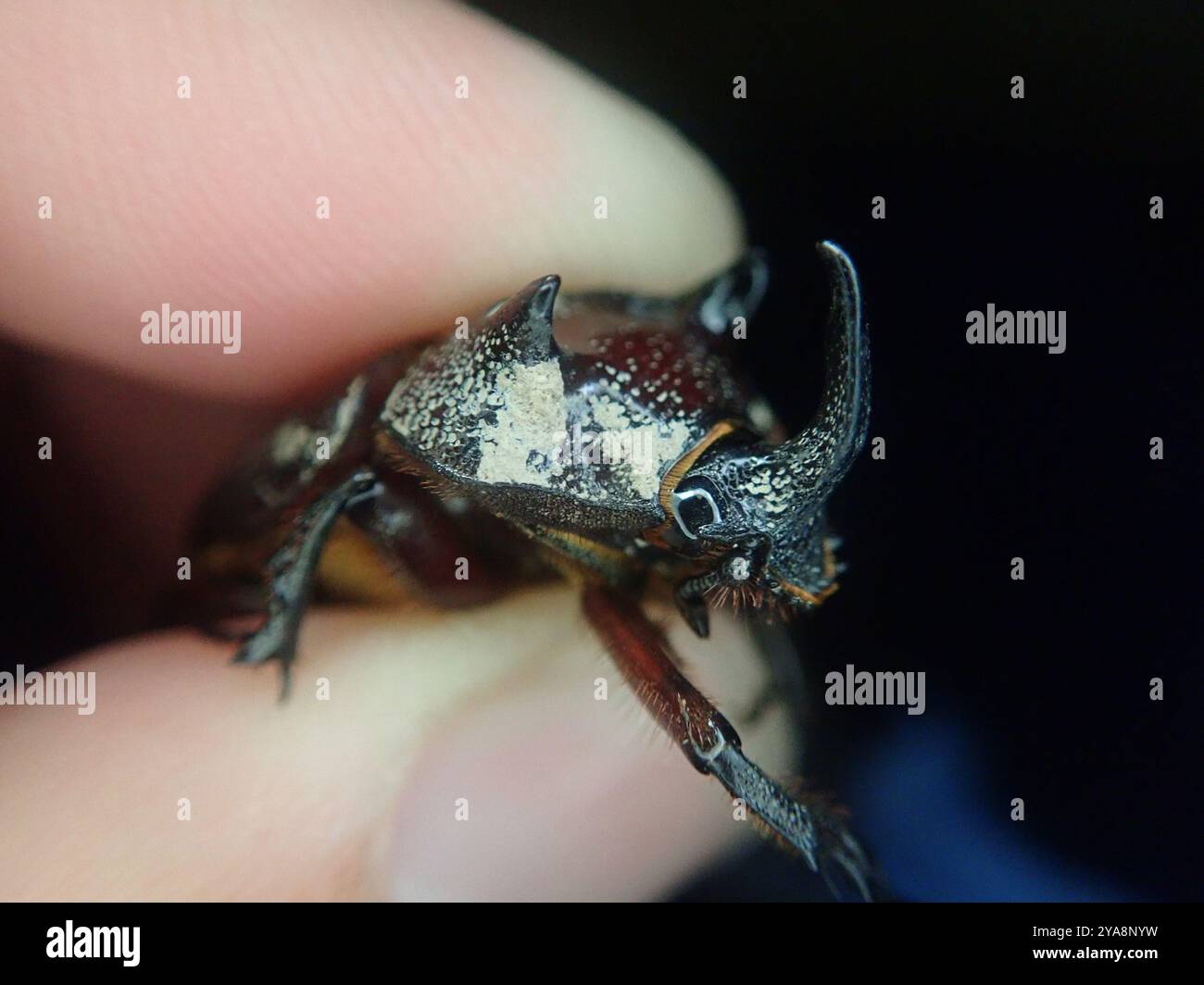 Coelosis bicornis hi-res stock photography and images - Alamy