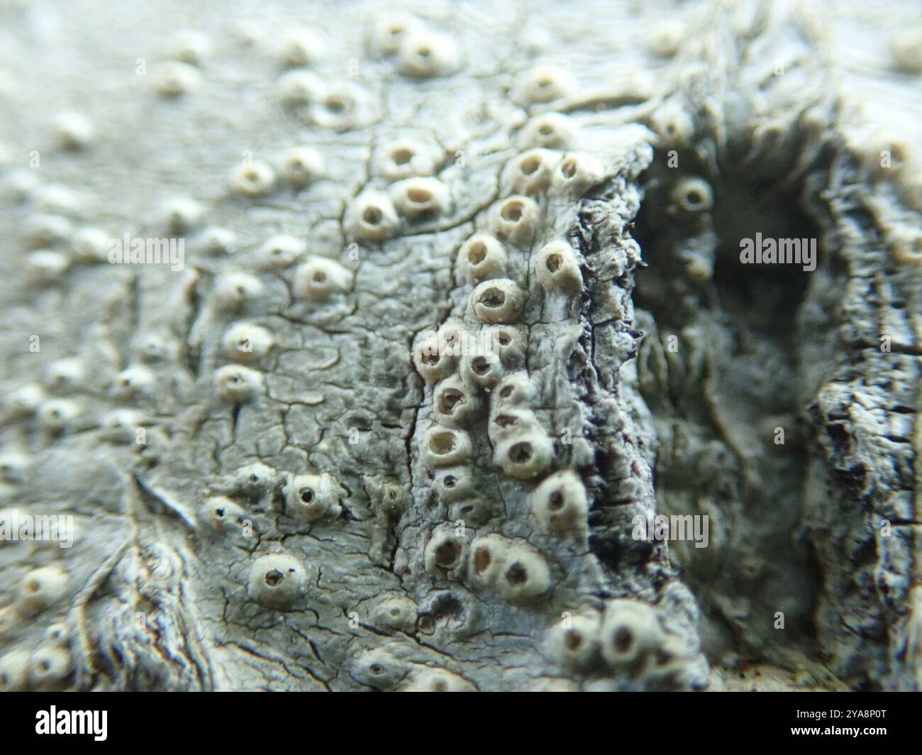 Bark Barnacles (Thelotrema lepadinum) Fungi Stock Photo - Alamy
