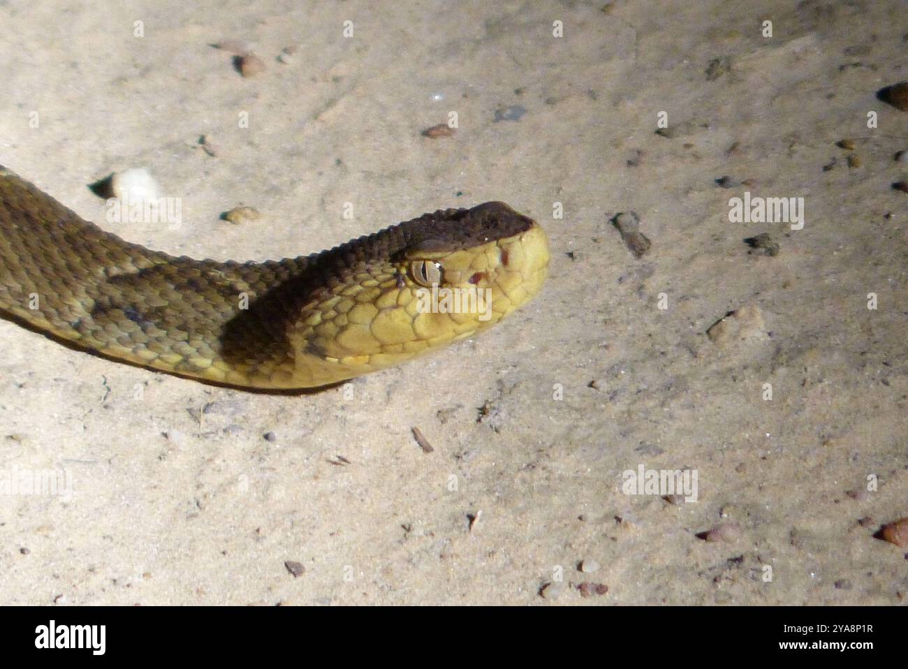 Brazilian Lancehead (Bothrops moojeni) Reptilia Stock Photo - Alamy