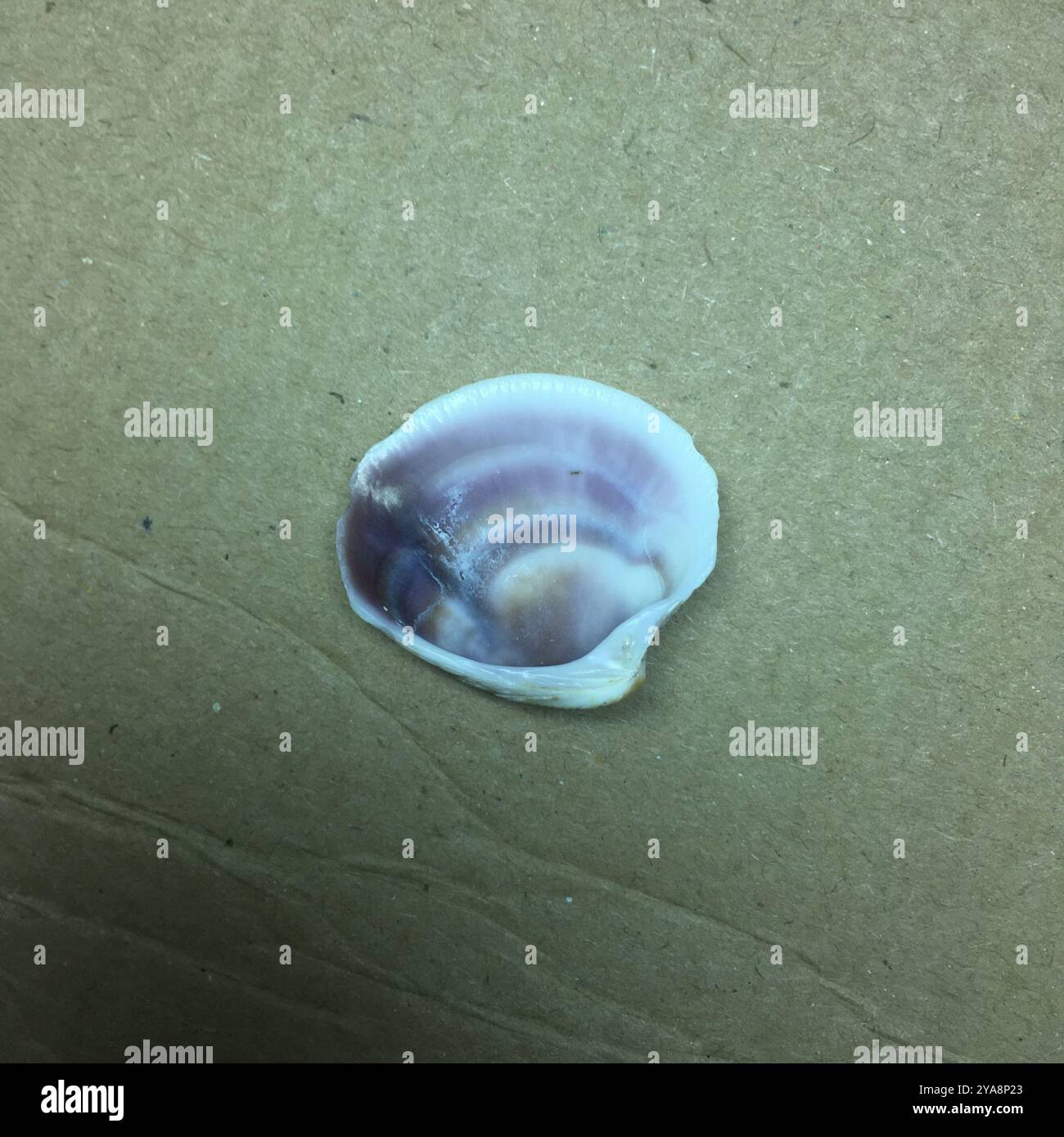 Striped Venus (Chamelea gallina) Mollusca Stock Photo - Alamy