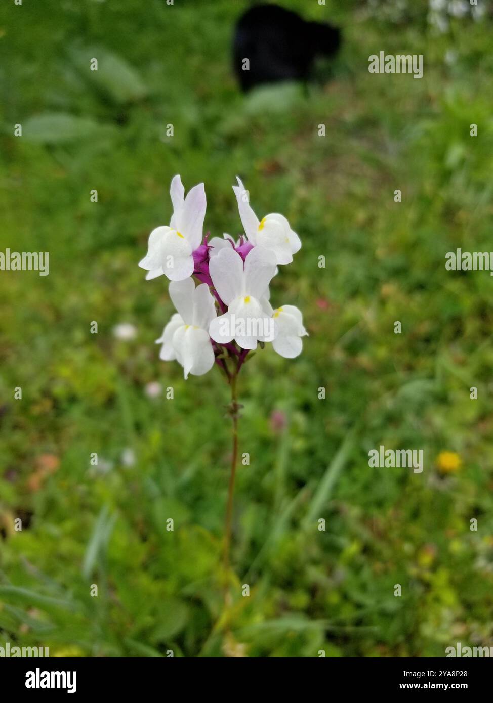 Annual Toadflax (Linaria maroccana) Plantae Stock Photo - Alamy