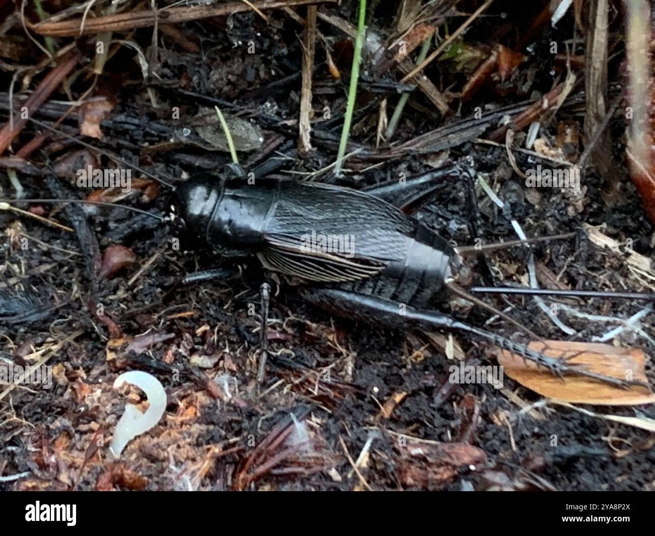 Fall Field Cricket (Gryllus pennsylvanicus) Insecta Stock Photo - Alamy