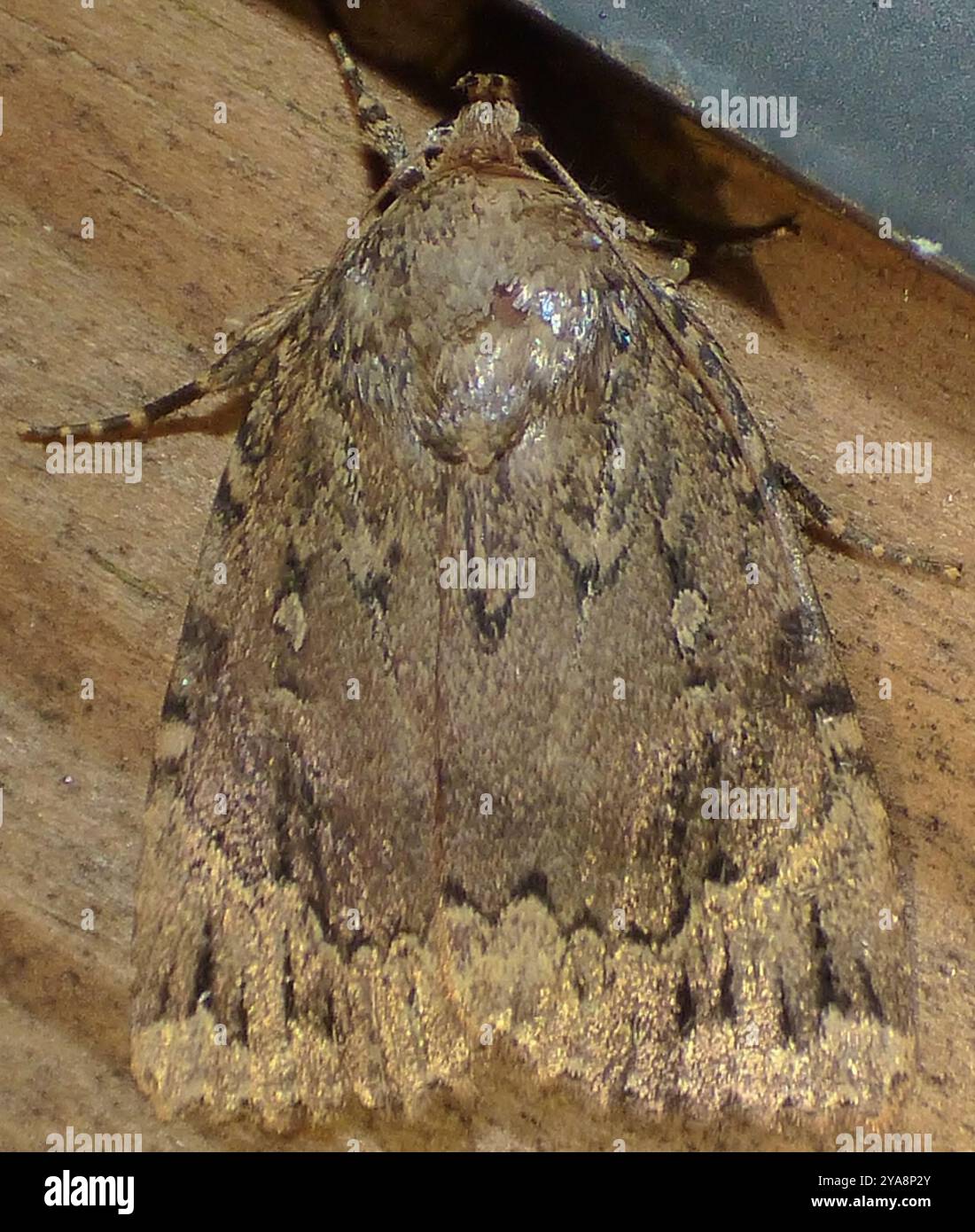 American Copper Underwing (Amphipyra pyramidoides) Insecta Stock Photo ...