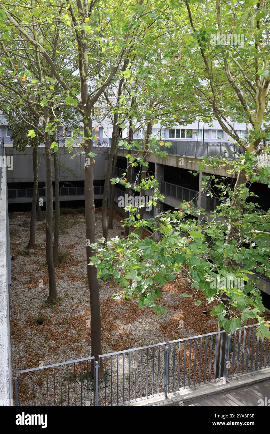 light yard. birch trees. bauhaus. modern Architecture. Birken. Lichthof ...
