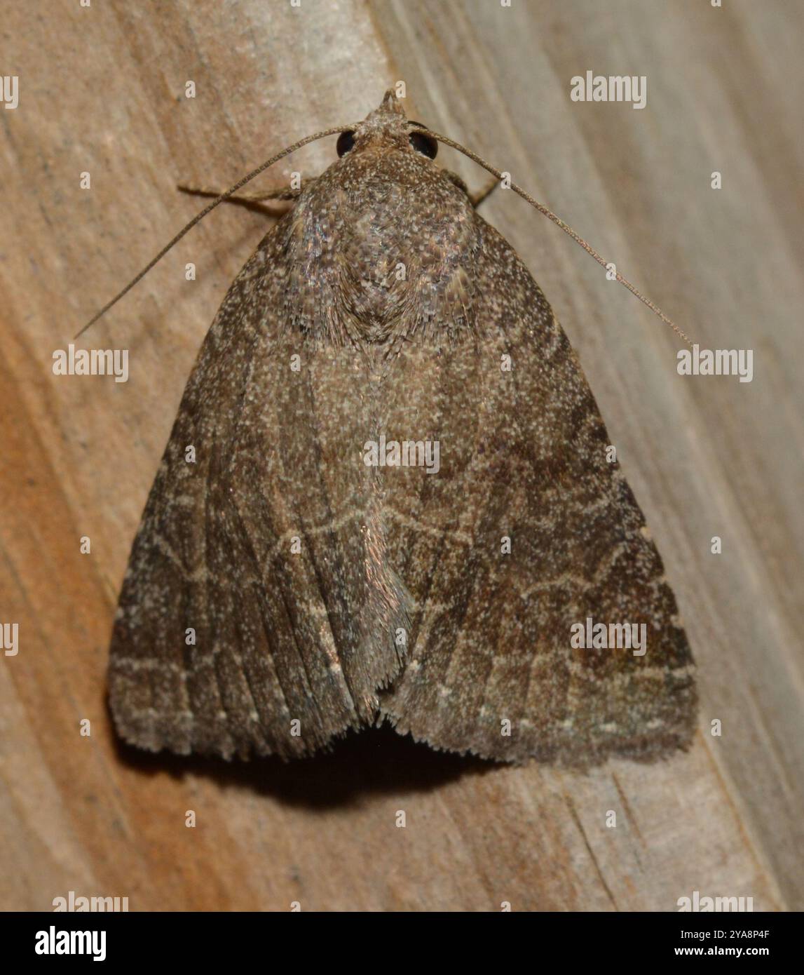 Dusty Lined Matigramma Moth (Matigramma pulverilinea) Insecta Stock ...