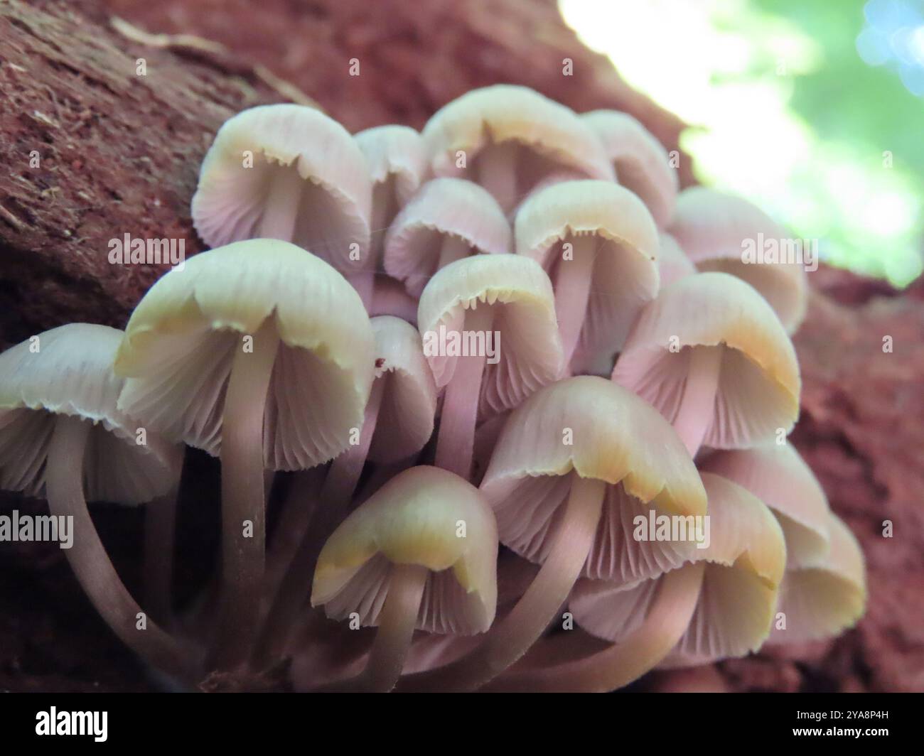 clustered bonnet (Mycena inclinata) Fungi Stock Photo - Alamy