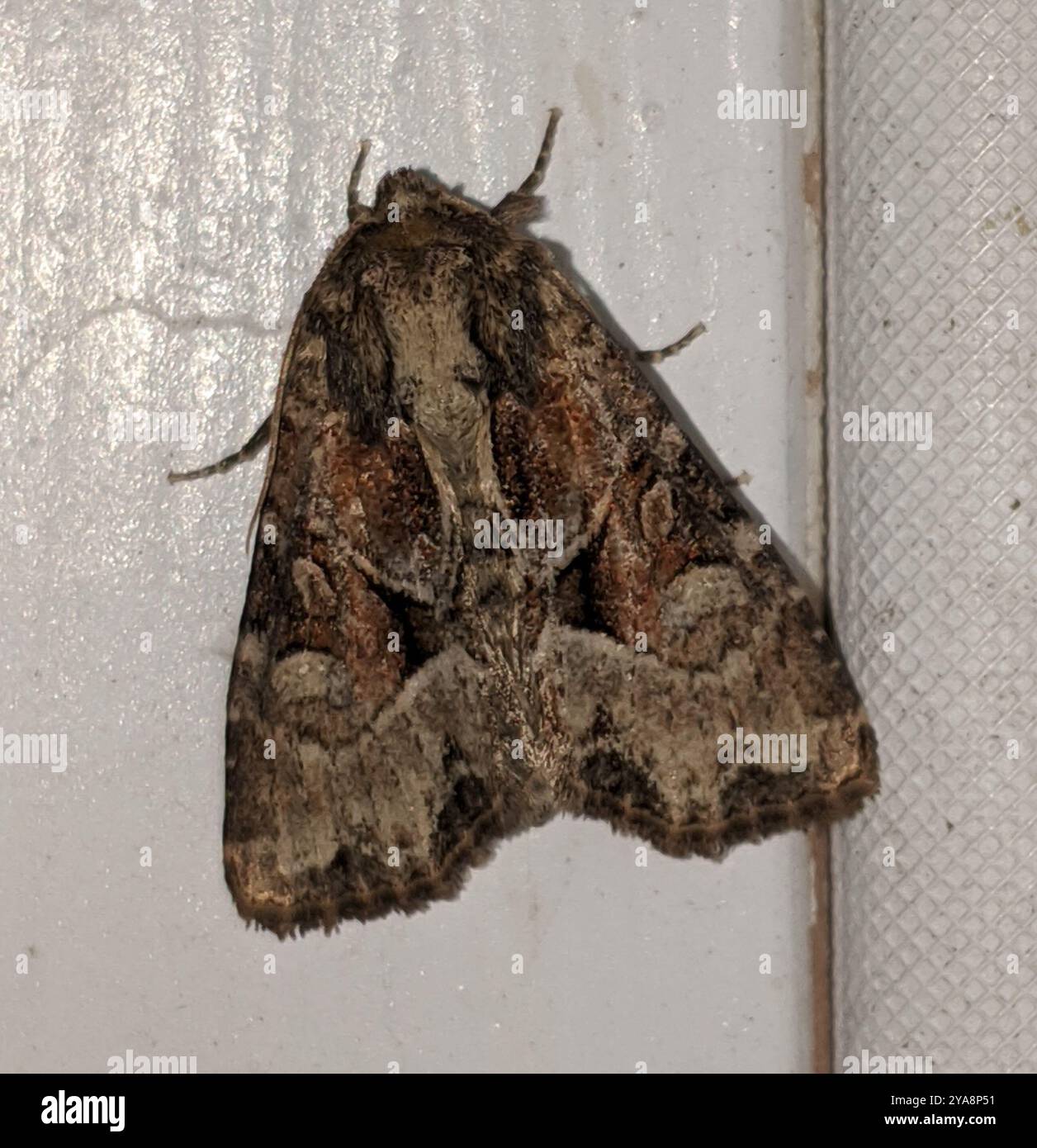Cutworms and Dart Moths (Noctuinae) Insecta Stock Photo - Alamy