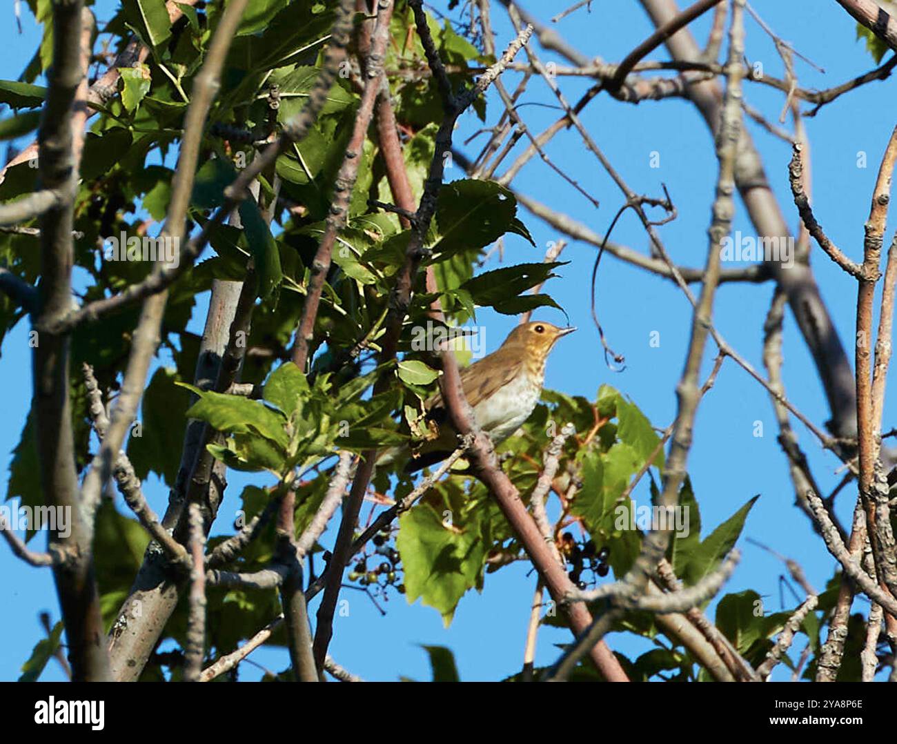 Swainson's Thrush (Catharus ustulatus) Aves Stock Photo - Alamy