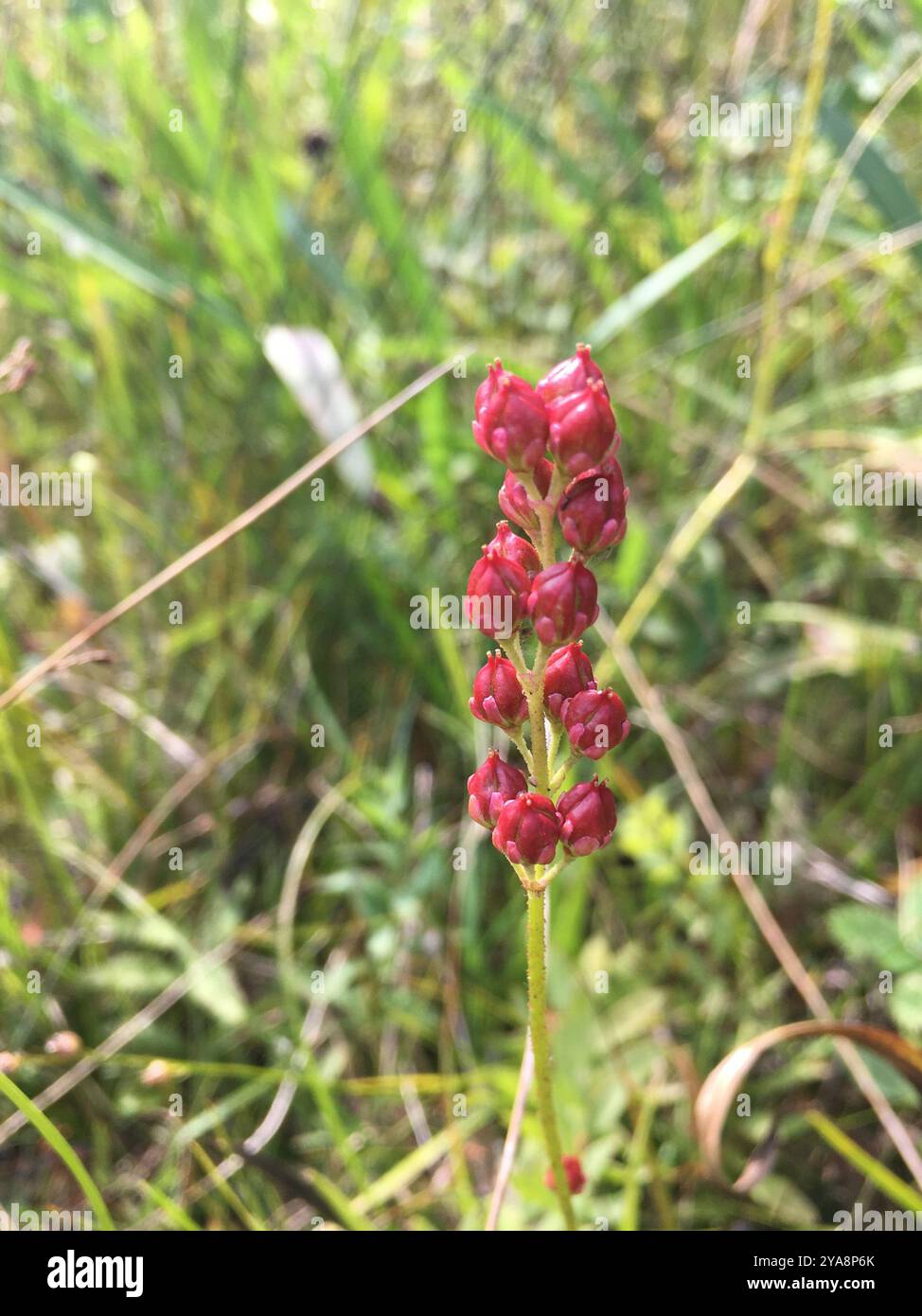 Sticky False Asphodel (Triantha glutinosa) Plantae Stock Photo - Alamy