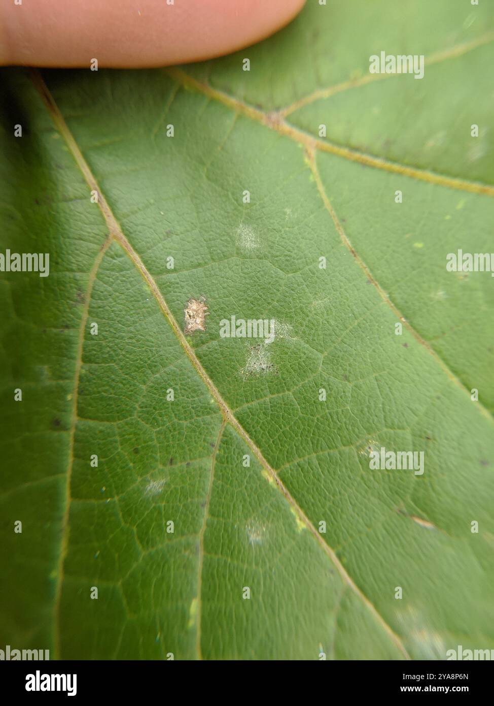Grape Powdery Mildew (Erysiphe necator) Fungi Stock Photo - Alamy