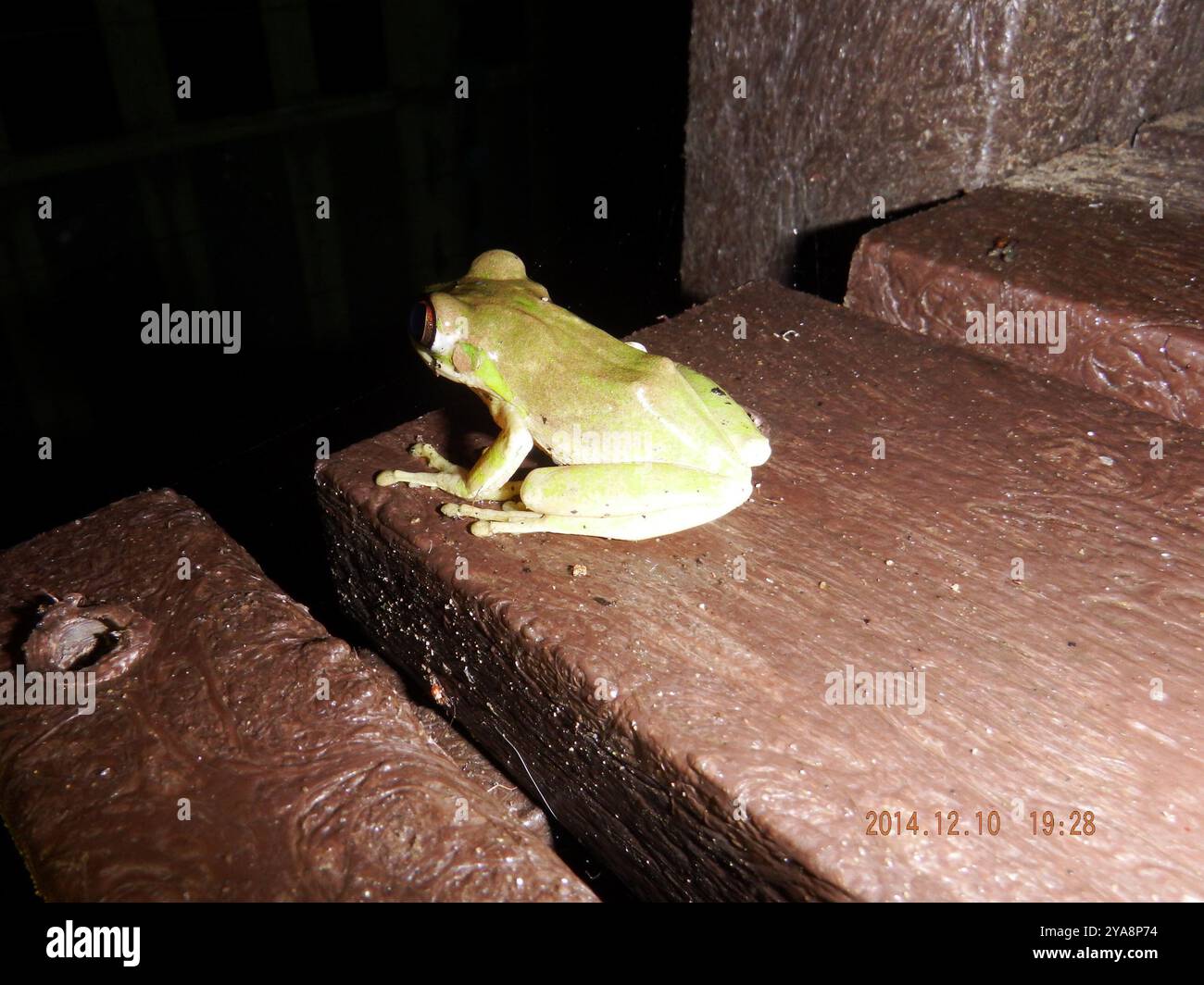 Natal Forest Tree Frog (Leptopelis natalensis) Amphibia Stock Photo - Alamy