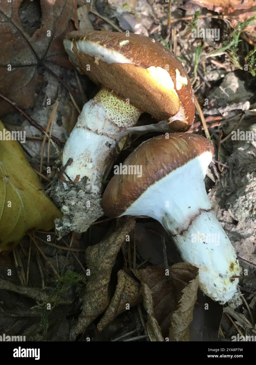 Purple-veiled Slippery Jack (Suillus luteus) Fungi Stock Photo - Alamy