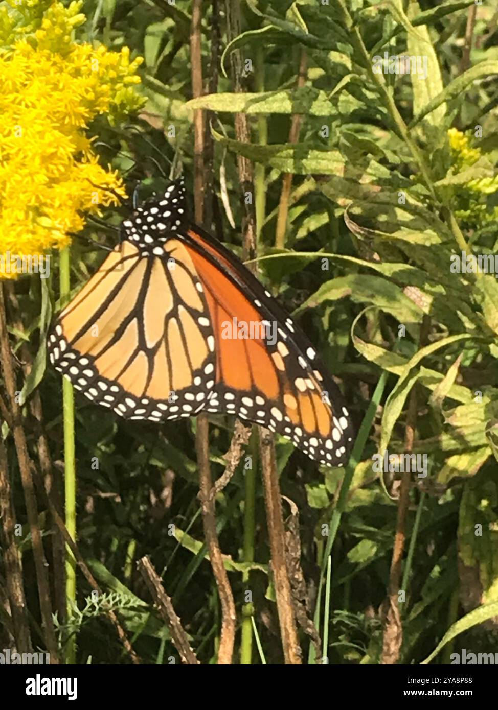 Monarch (Danaus plexippus) Insecta Stock Photo - Alamy
