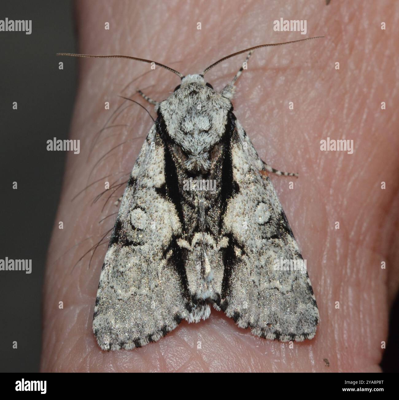 Funerary Dagger (Acronicta funeralis) Insecta Stock Photo - Alamy