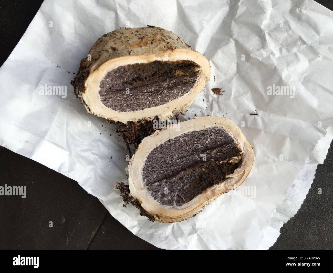 Many-rooted Earthball (Scleroderma polyrhizum) Fungi Stock Photo - Alamy
