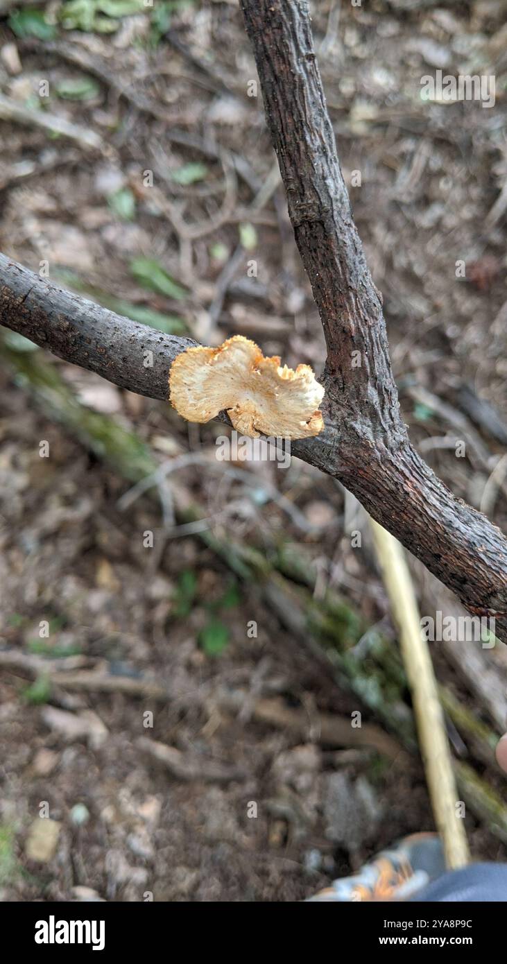 hexagonal-pored polypore (Neofavolus alveolaris) Fungi Stock Photo - Alamy